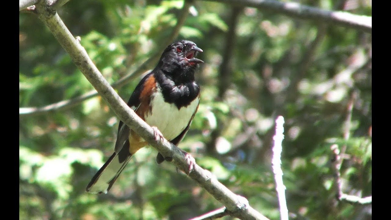 Eastern Towhee Sings at Forks of the Credit Provincial Park - YouTube