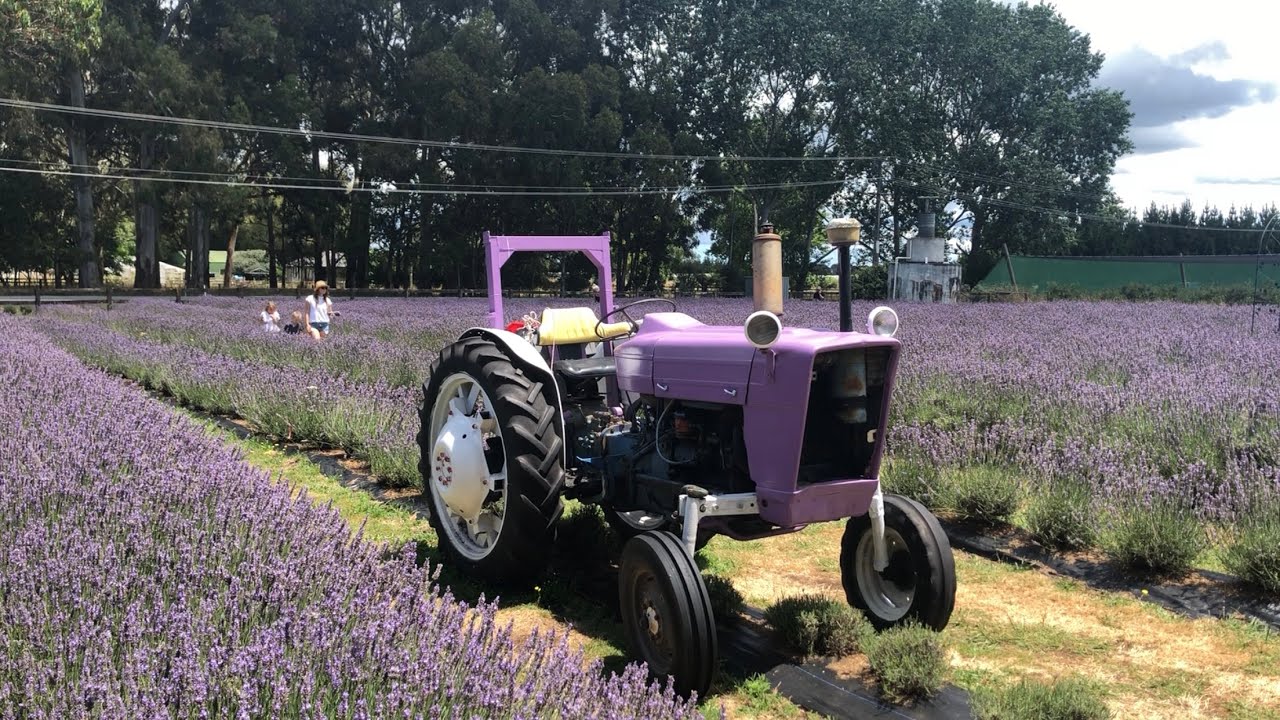 Lavender Farm, Hamilton, NZ - YouTube