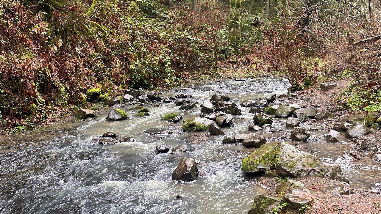 Little stream & Creek appreciation (SLEEP SOUNDS 1 hour loop with ...