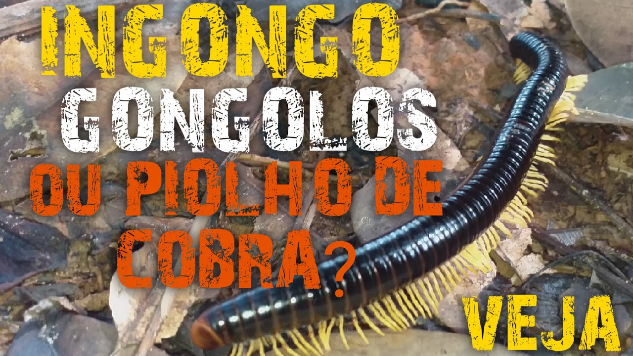 INGONGO - MIRIAPODES - PIOLHO DE COBRA / GONGOLOS LACRAIA - YouTube