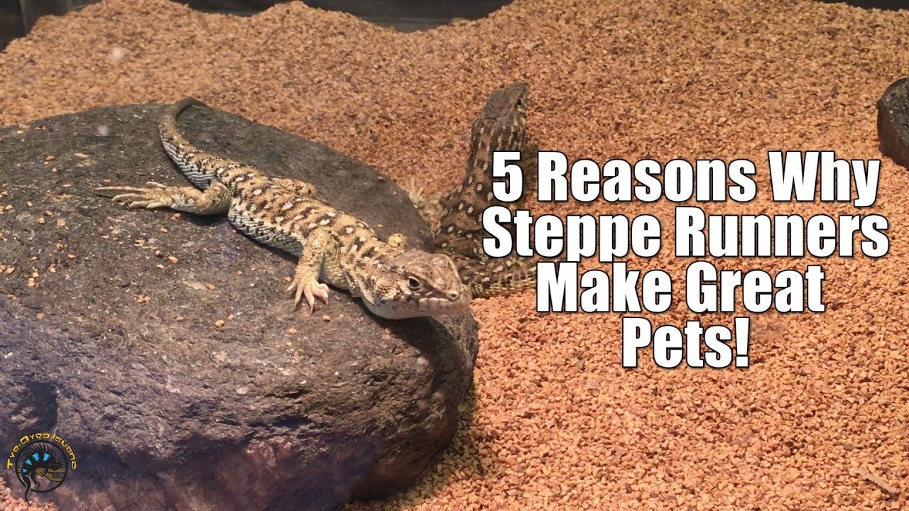 5 Reasons Why Steppe Runners Make Great Pets! 🦎 - YouTube