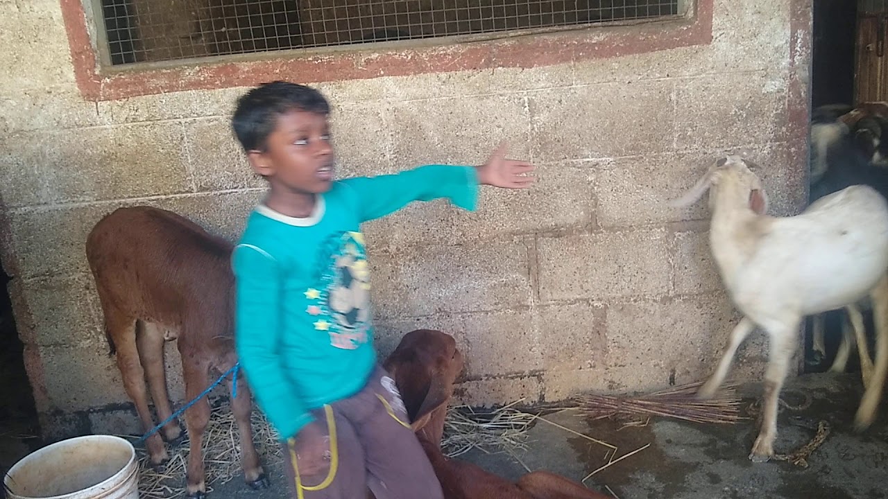 Nati goats and gir cows of Shashidhar gowda at Hossa Road, Hosur road ...