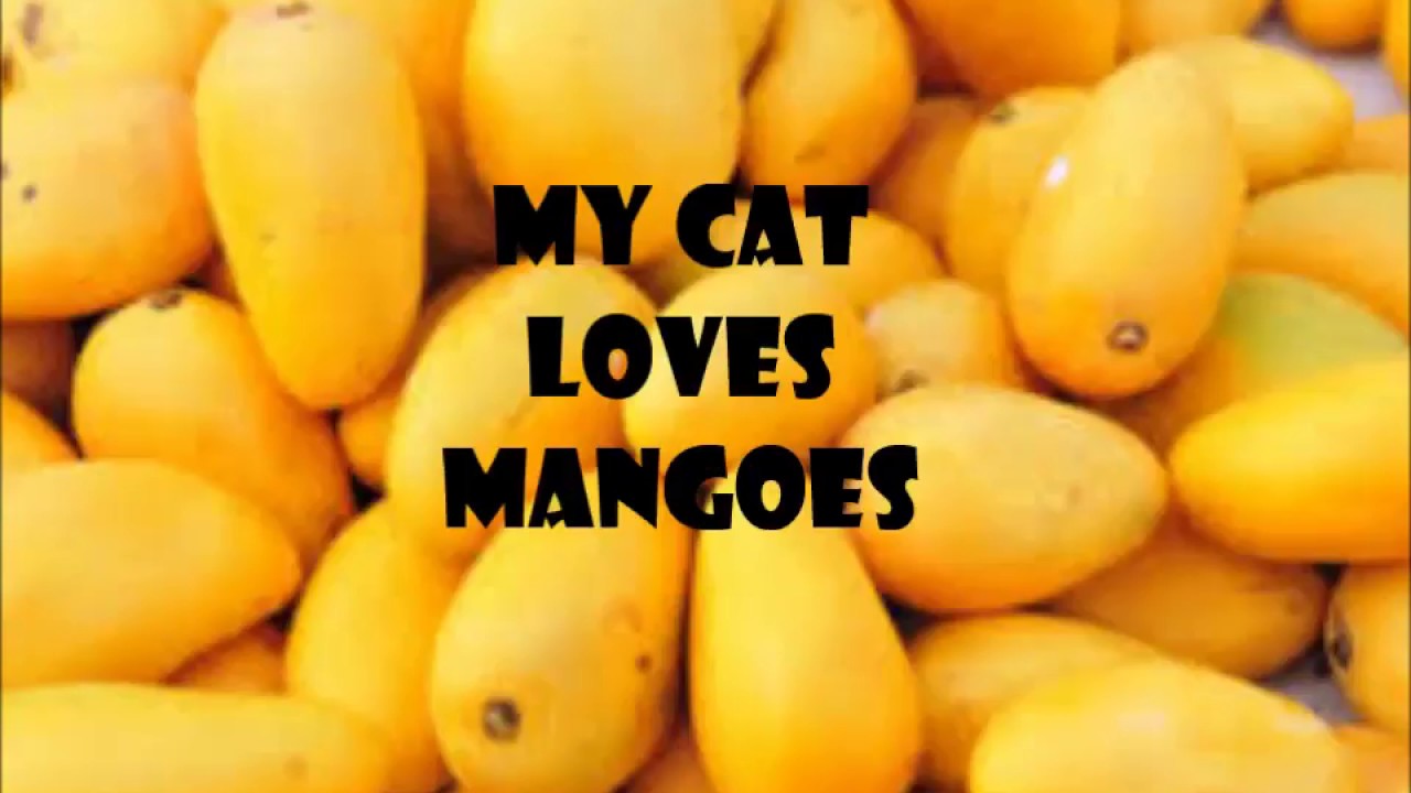 MY SUPER CUTE CAT LOVES MANGOES!! WATCH HER EAT! - YouTube