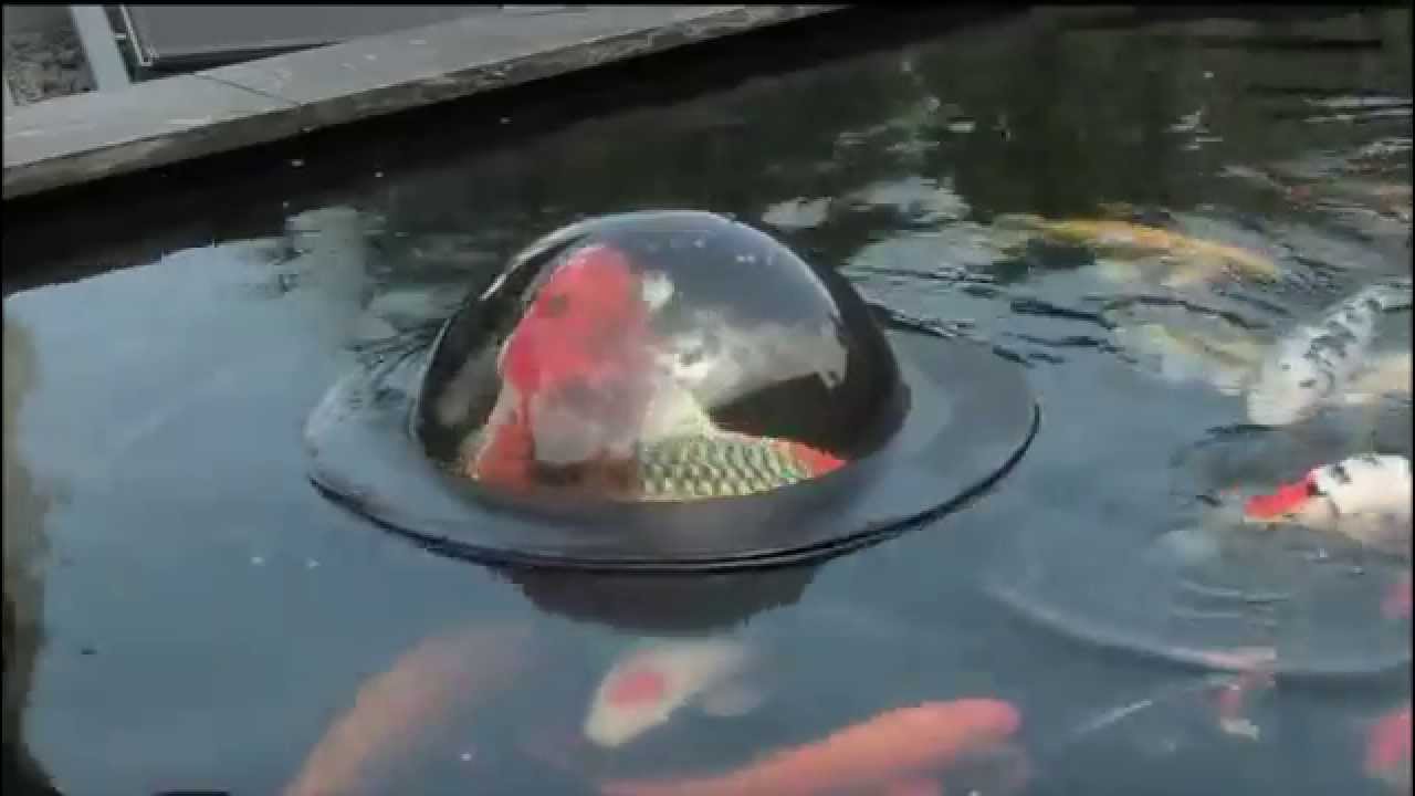 Floating Fish Sphere. Плавающая сфера для рыб - YouTube