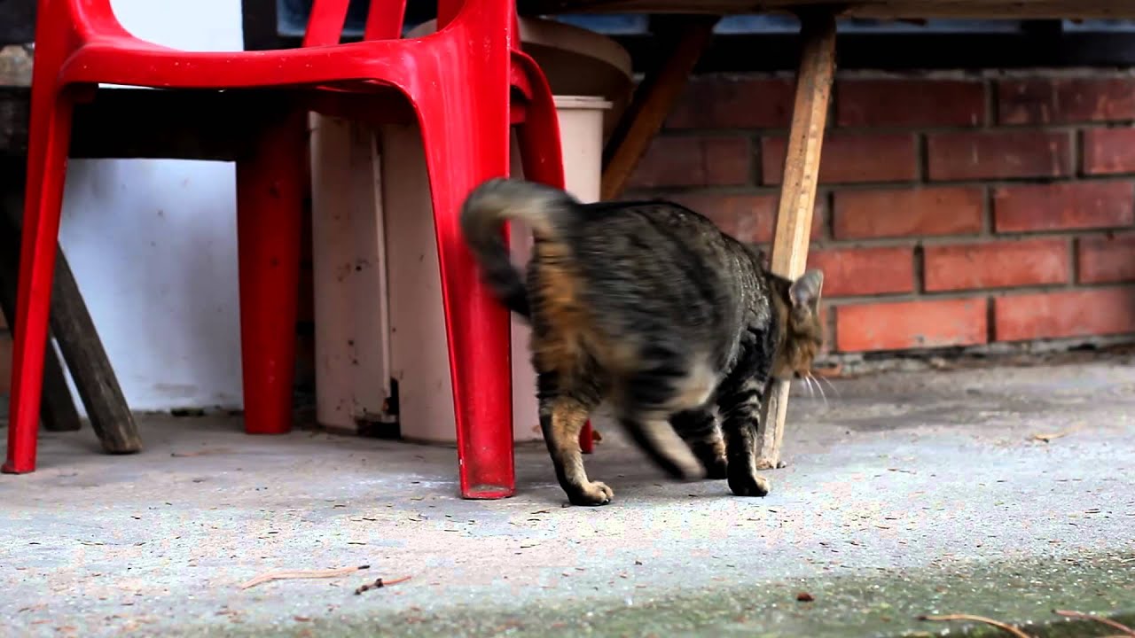 Cat Video Download - Free HD Stock Footage - YouTube