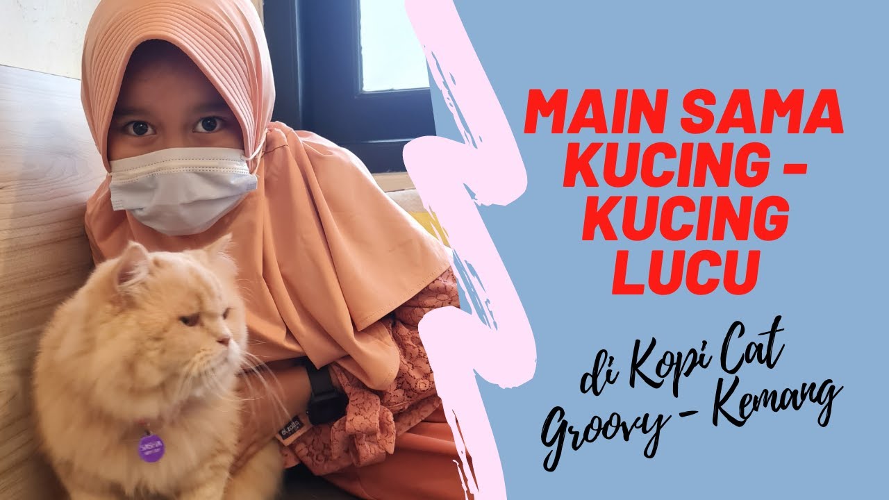 MAIN SAMA KUCING LUCU DI KAFE YANG LAGI HITS | Bisa Ngopi Sambil Ngasih Makan Mpuss Meong - YouTube