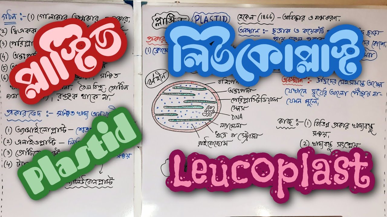 Plastids Leucoplasts Structure Function in Bengali || প্লাস্টিড ...