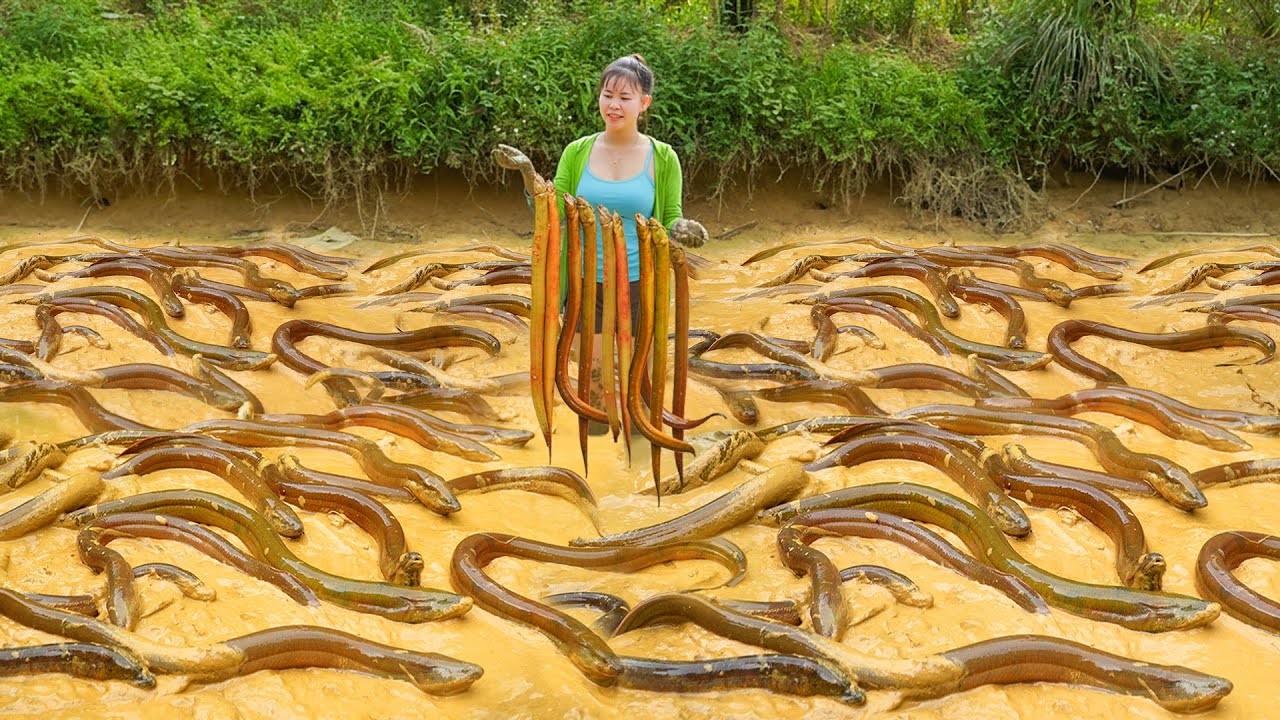 Hand Catching A Lot Of Eels At Mud Pond Go To Countryside Market Sell ...