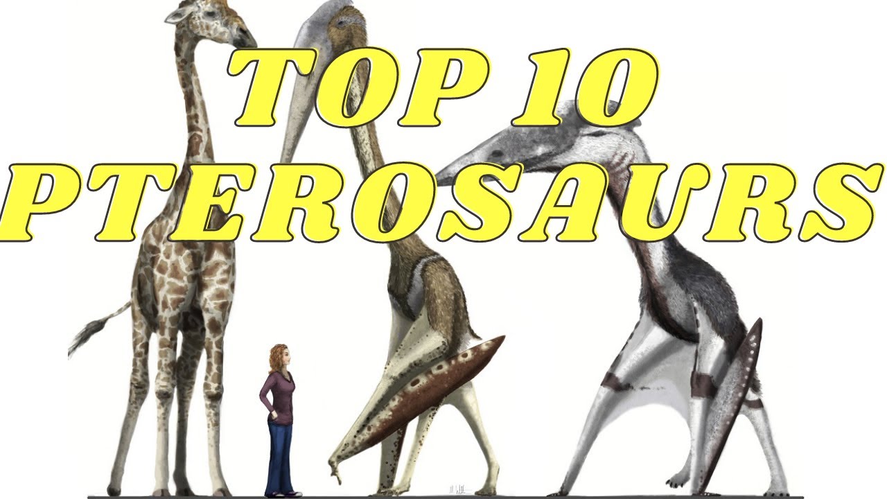 TOP 10 PTEROSAURS - YouTube
