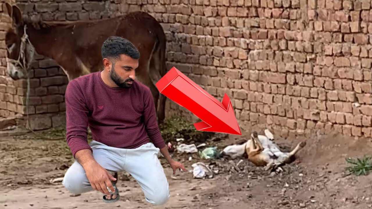 Dog Marny Ka Drama Kr Raha Tha - YouTube