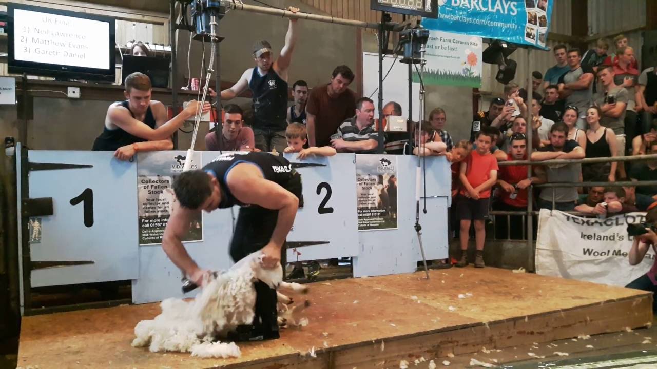 Gareth Daniel shearing in the UK Final of The Welsh International Speed ...