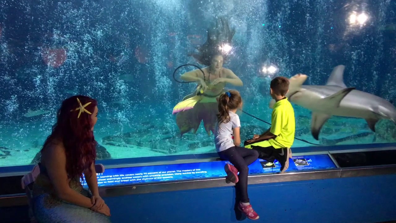 Mermaid Experience - YouTube