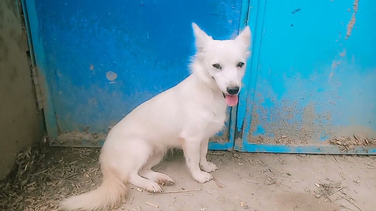 Watch Him Transform Into The MostGorgeous Husky | The Dodo - YouTube