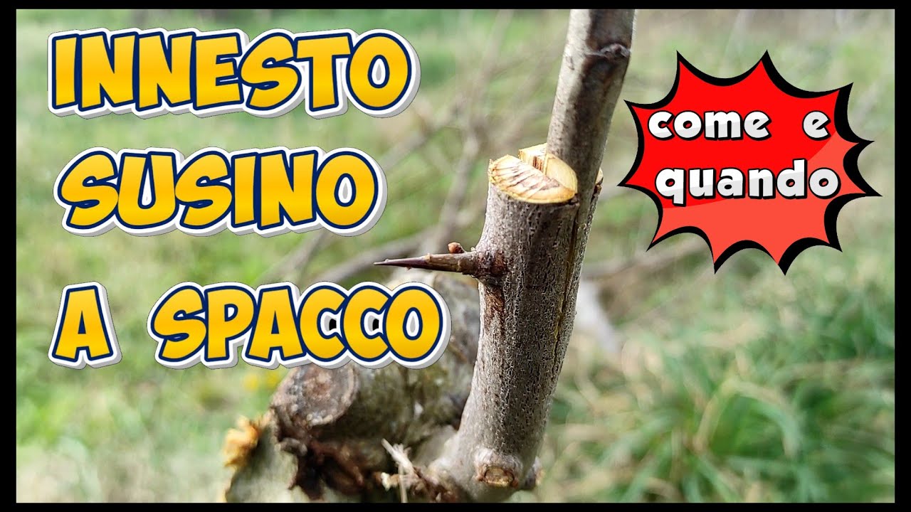INNESTO SUSINO a SPACCO : come e quando - YouTube
