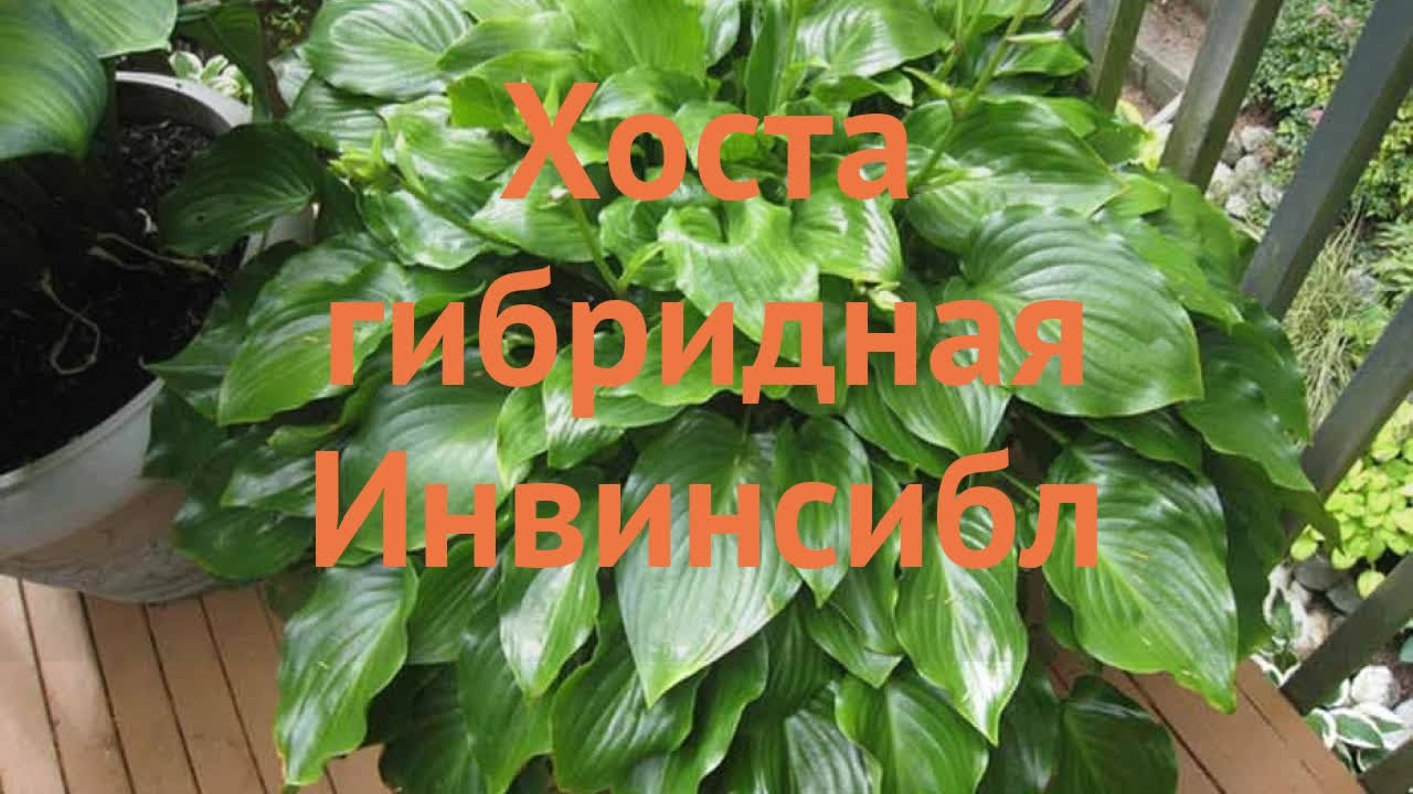Хоста гибридная Инвинсибл (hosta invincible) 🌿 Инвинсибл обзор: как ...