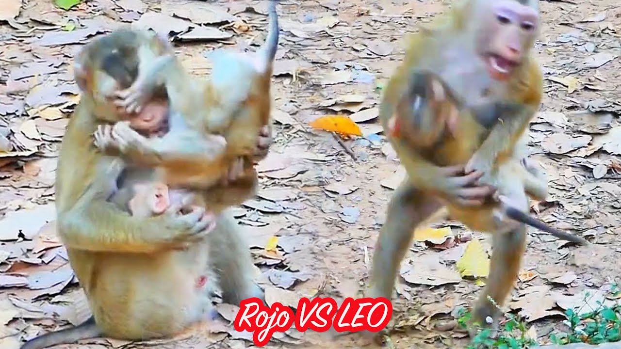 This morning Golden boy Rojo make funny gesture with Baby LEO| Rojo love LEO so much - YouTube