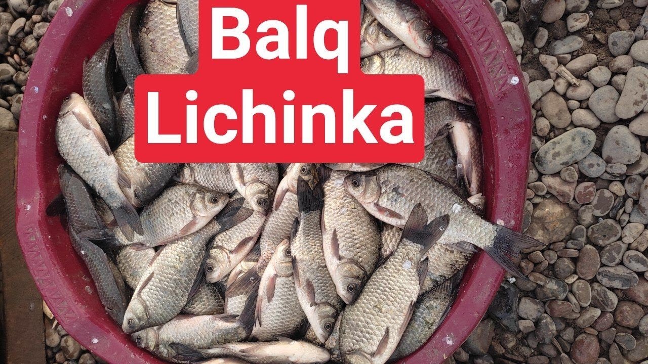 Baliq lichinkasi bor +9 - YouTube