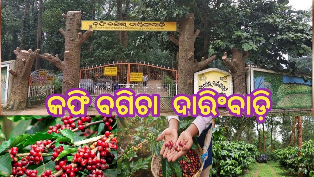 କଫି ବଗିଚା | Coffee Girden | Daringbadi | Kandhamal| Vlogs with ajit ...