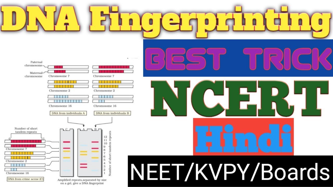 #DNA_Fingerprinting|Trick to learn DNA fingerprinting in hindi ...