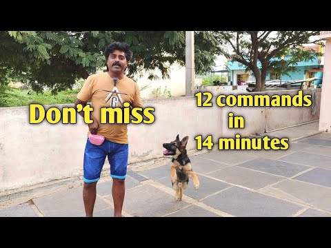 12 commands in single video | German Shepherd training | chotu @BalusK9Dogtraining #support 🙏