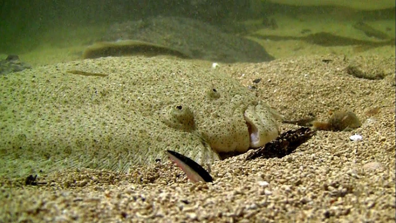 Fishing: big turbot attack little Bivi strikes underwater. Рыбалка ...