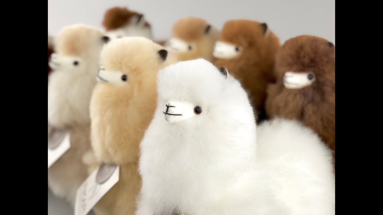Meet the Fluffiest Alpaca Family in the World! - YouTube