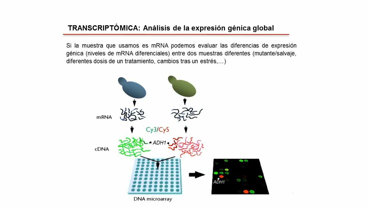 2.7. Microarrays - YouTube