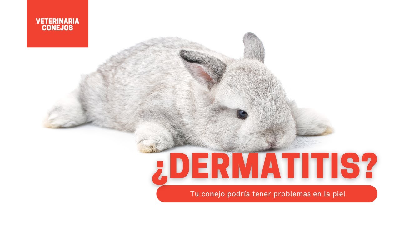 Problemas De Piel En Conejos 🐰 [Veterinaria Explica] #conejos # ...
