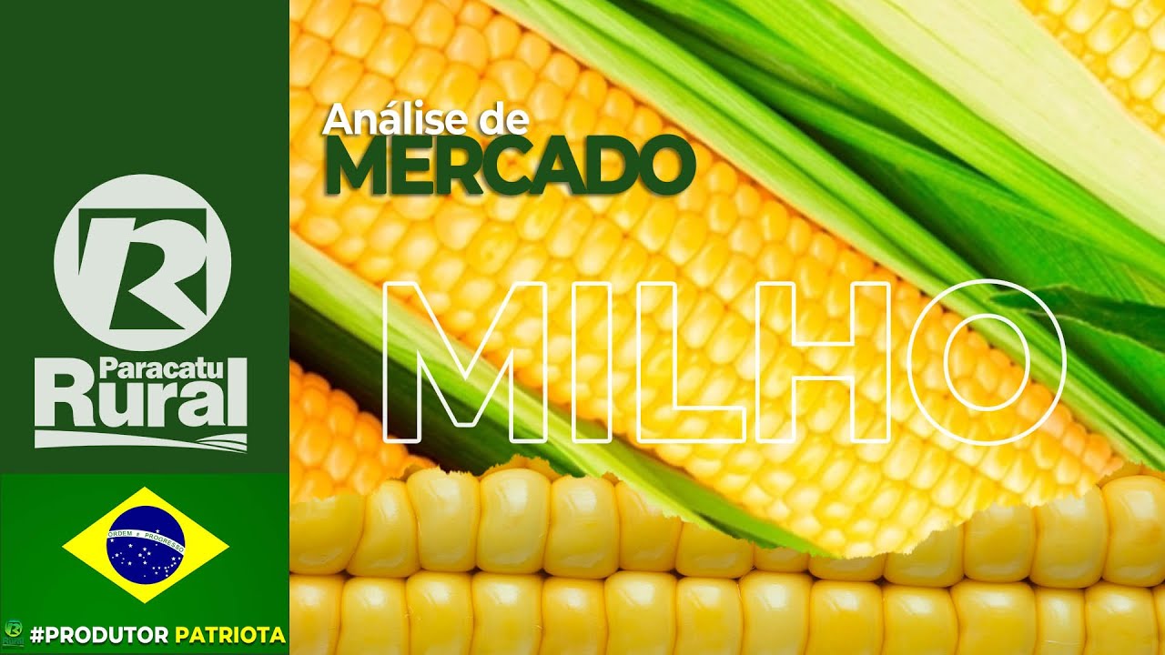 MILHO americano tem leve melhora No Brasil, mercado calmo, com poucos ...