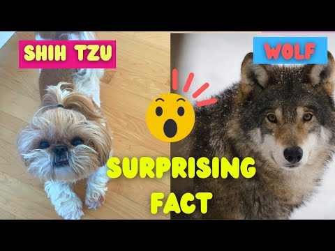 Are Shih Tzu Related To Wolves