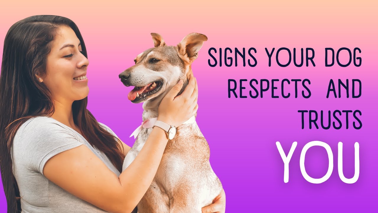 7 Signs That Your Dog Respects and Trusts You - YouTube
