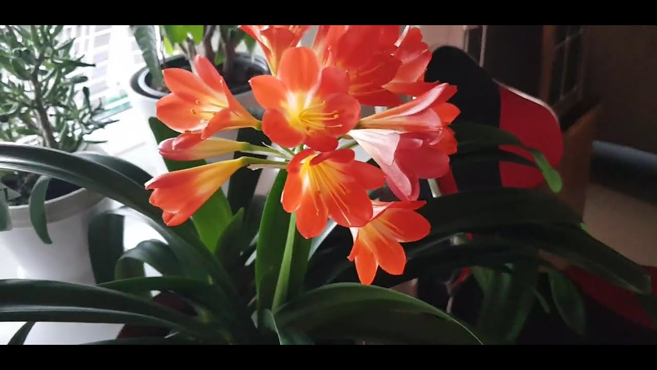 Ang maganda kong bulaklak - YouTube