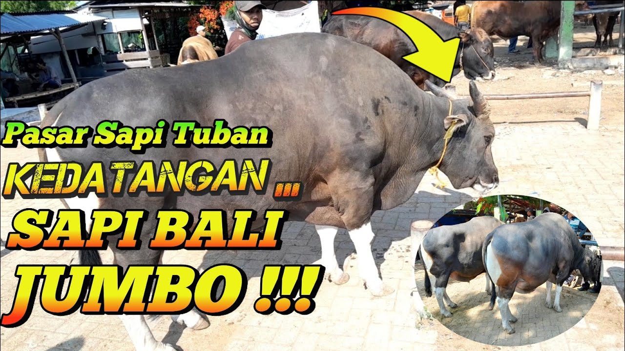 PASAR SAPI TUBAN KEDATANGAN SAPI BALI JUMBO !!! #viral #sapibalisuper # ...