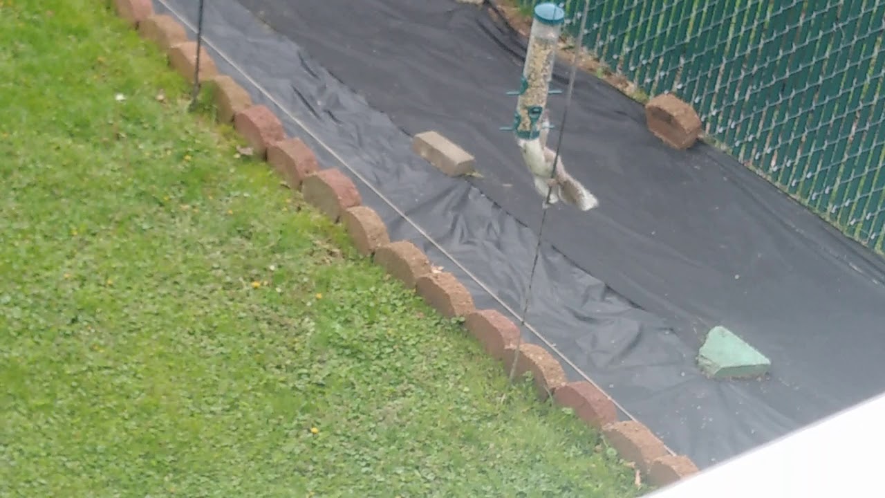 Crazy Steven the squirrel - YouTube