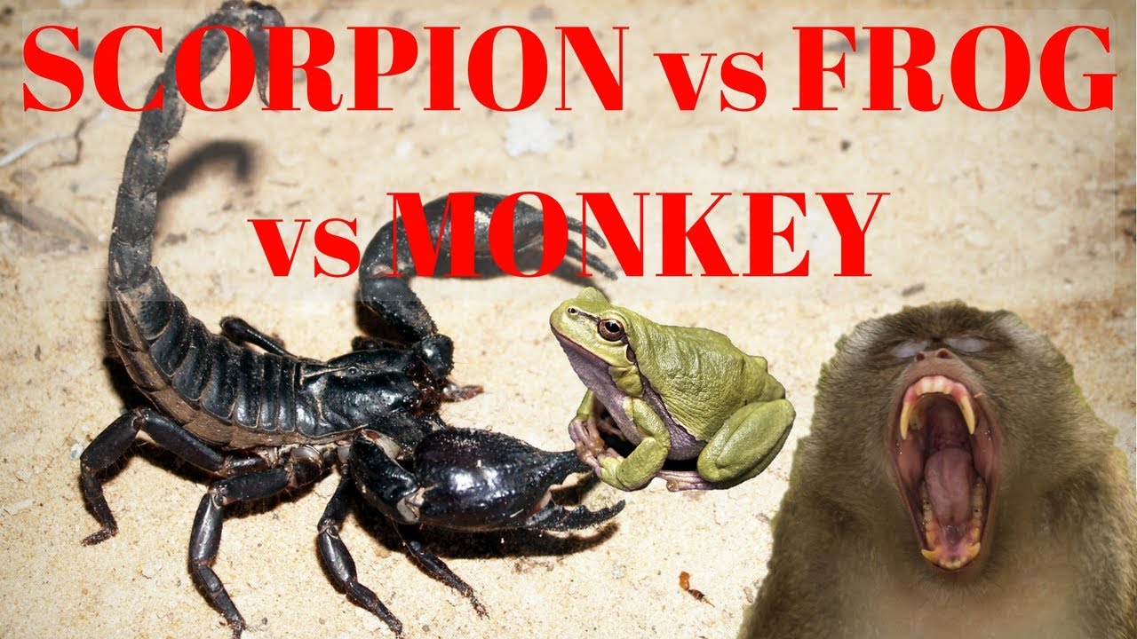 Frog vs Scorpion vs Monkey Kung Fu - Shaolin temple competition - YouTube