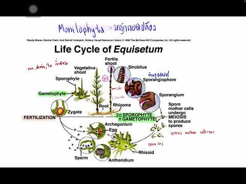 Phylum Monilophyta ; Life Cycle of Equisetum - YouTube