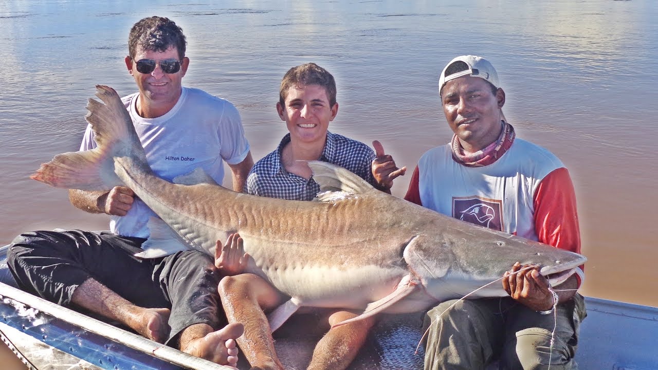 PIRAÍBA GIGANTE DO RIO ARAGUAIA - MONSTER LAU LAU CATFISH - YouTube