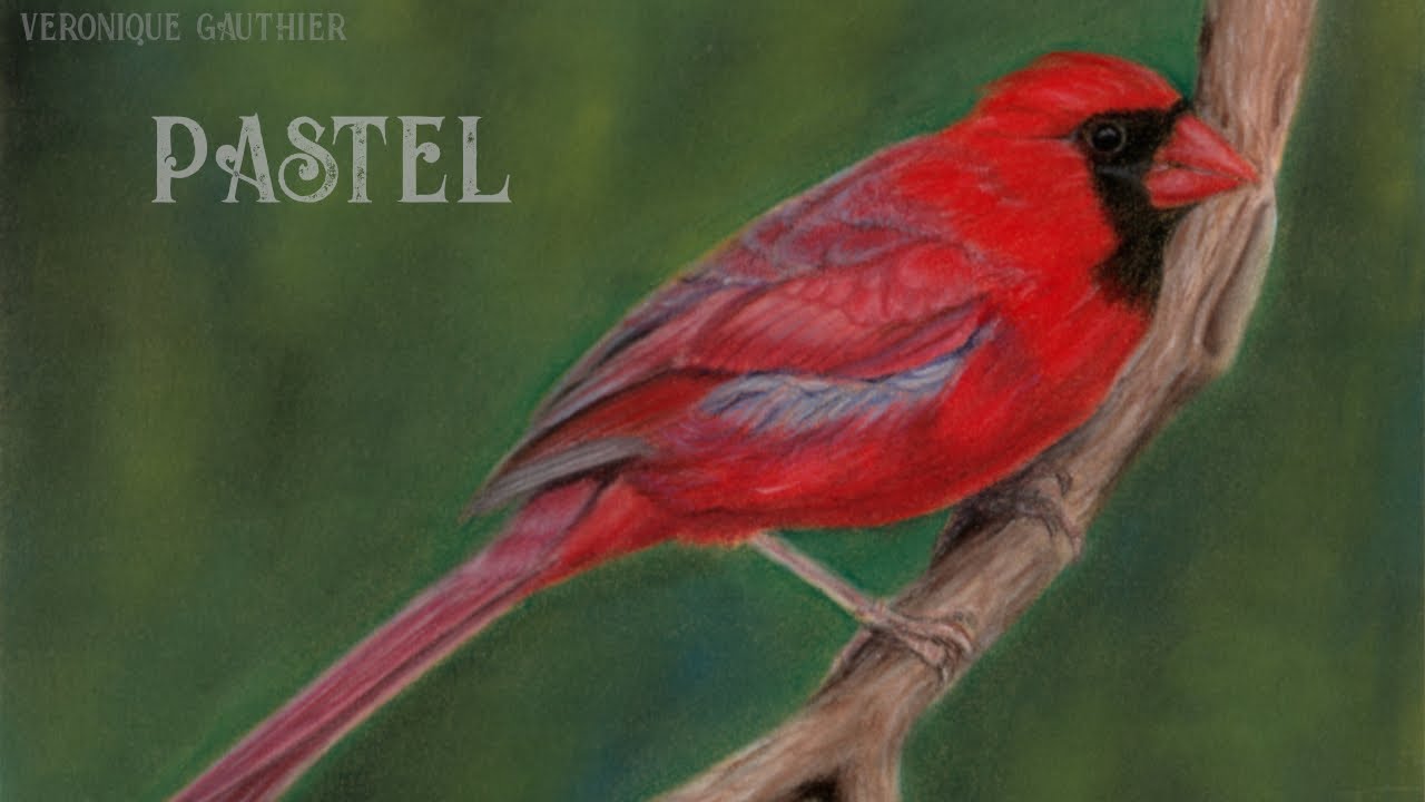 Drawing a cardinal in pastel and coloured pencils - YouTube