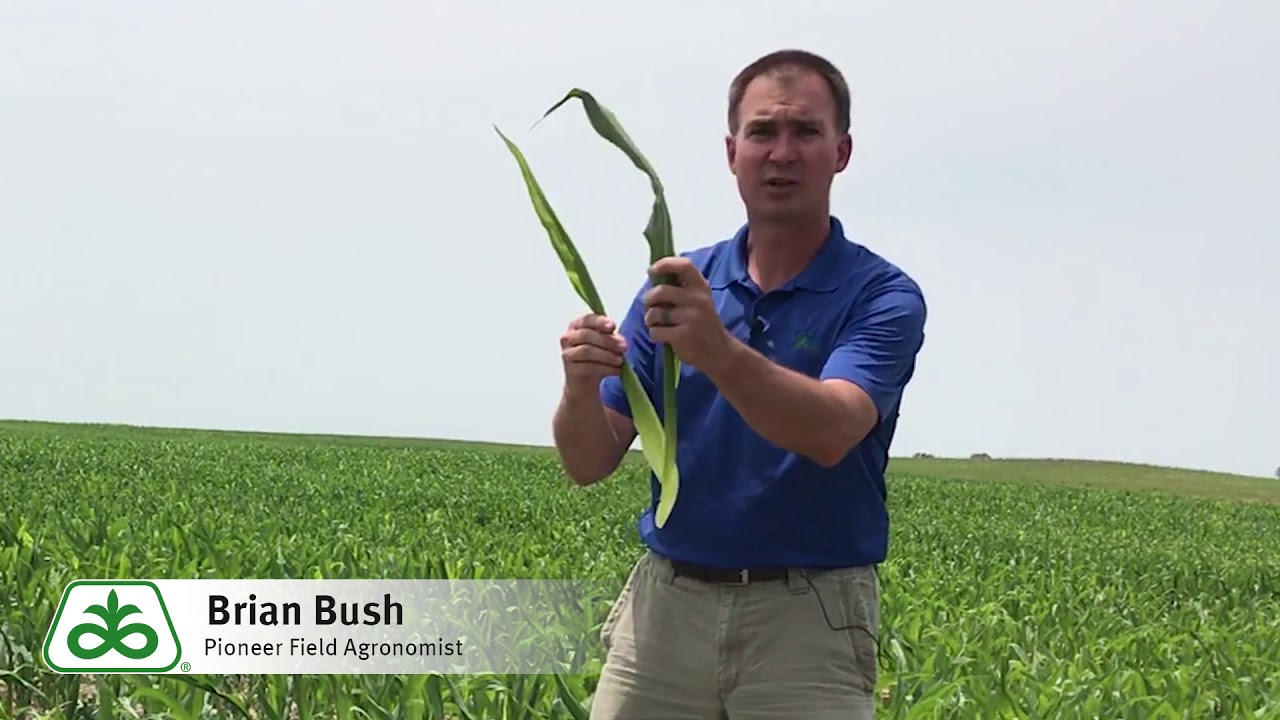 Yellow Flash in Corn - YouTube