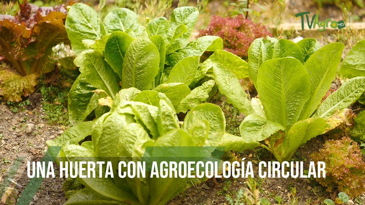 UNA HUERTA con AGROECOLOGÍA CIRCULAR - TvAgro por Juan Gonzalo Angel ...