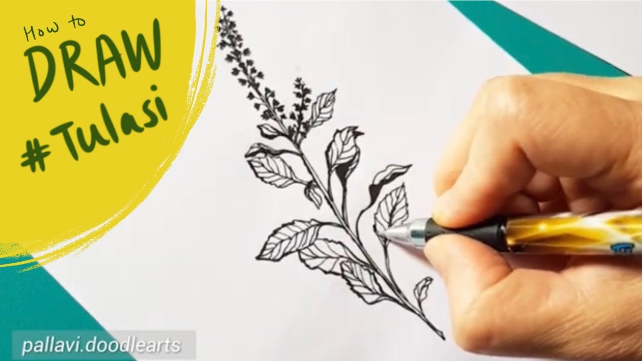 How to draw Tulasi Plant / Basil Plant Sketch #drawing #basil # ...