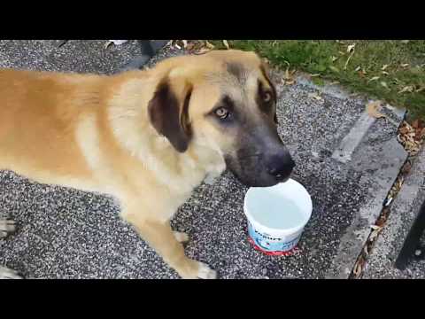 Köpekler ve sıcak 1