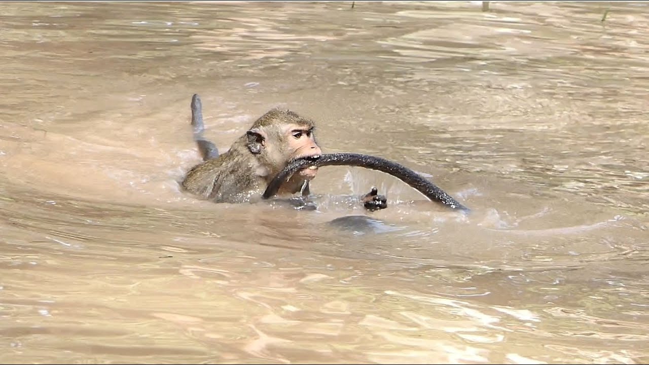 Those Young Monkey Enjoy Swimming Pool On The Weekend Day. - YouTube