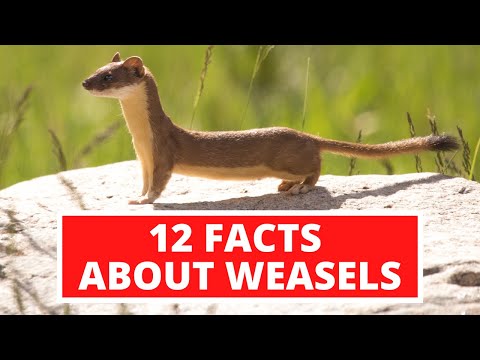 12 Interesting Facts About Weasels