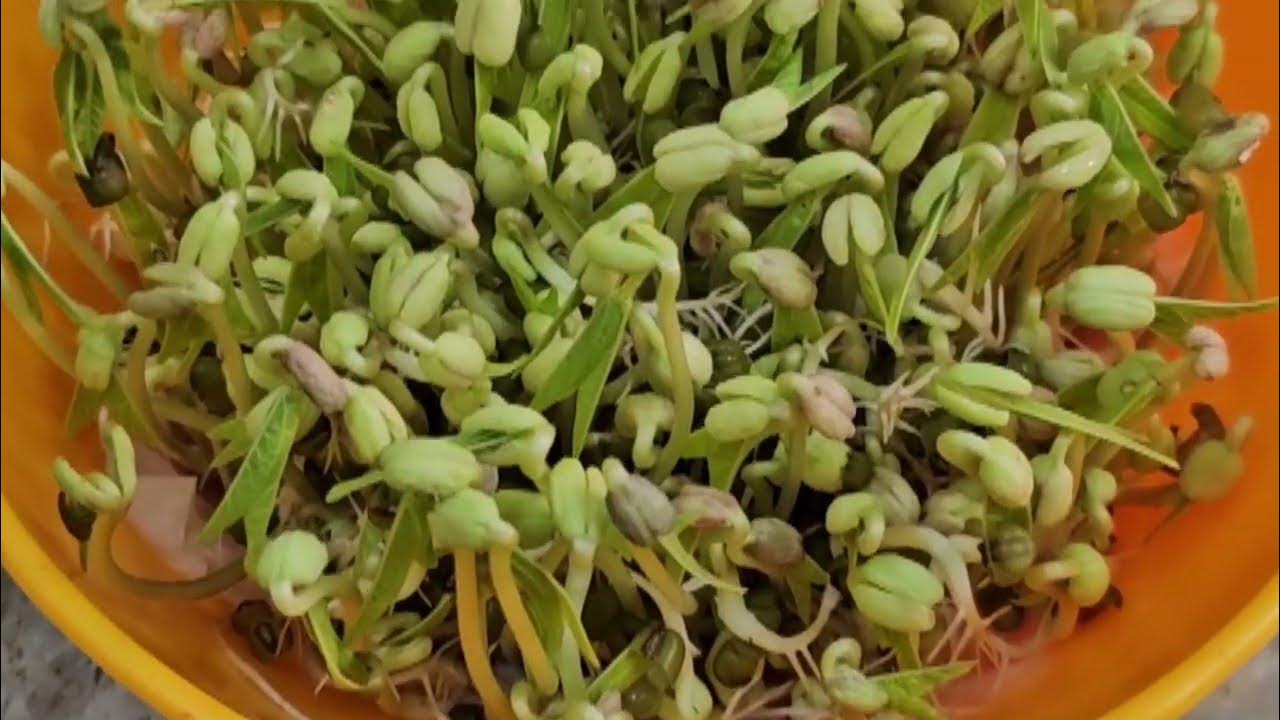 Growing Vegetables Without A Garden, How To Grow Sprouts Without Using Soil, Grow Microgreens ...