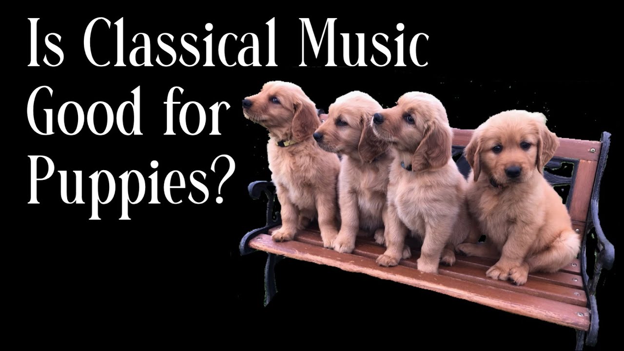 Is Classical Music Good For Puppies Puppy Diaries Day 26 Of 56 YouTube is-classical-music-good-for-puppies-puppy-diaries-day-26-of-56-youtube