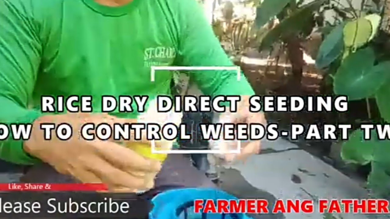 RICE DRY DIRECT SEEDING... How to control weeds Part two - YouTube