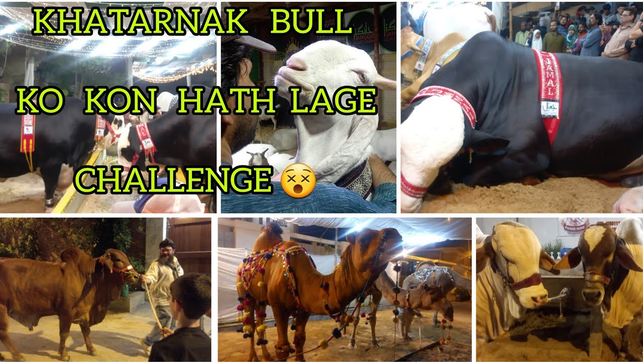 Sb se ziada marnay walay bull ko hath kon lagega?😃 Jamal Cattle farm # ...