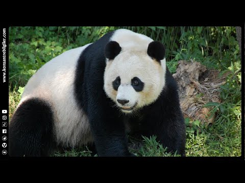 PANDA NASIL BİR HAYVANDIR?