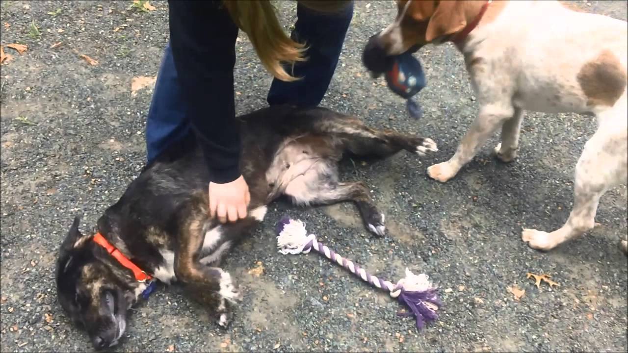 Meet Addy a Shepherd currently available for adoption at Petango.com! 6 ...